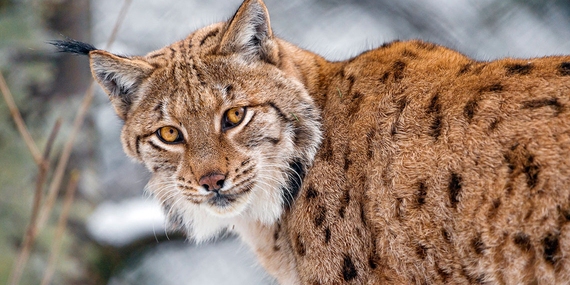 10 environmental victories you didn't know were "Made in Europe" - LifeGate