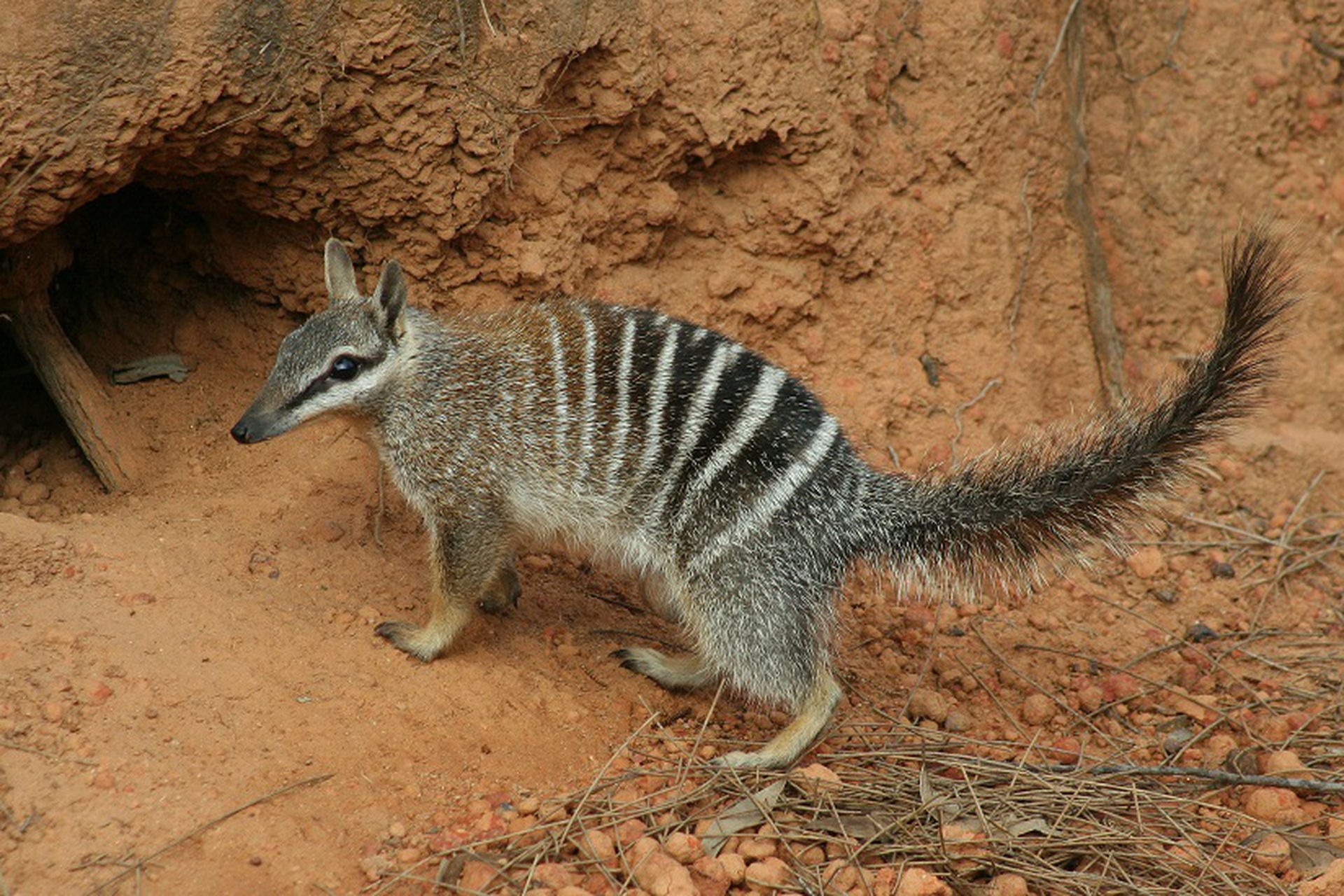 Australia declares war on cats to save native species - LifeGate