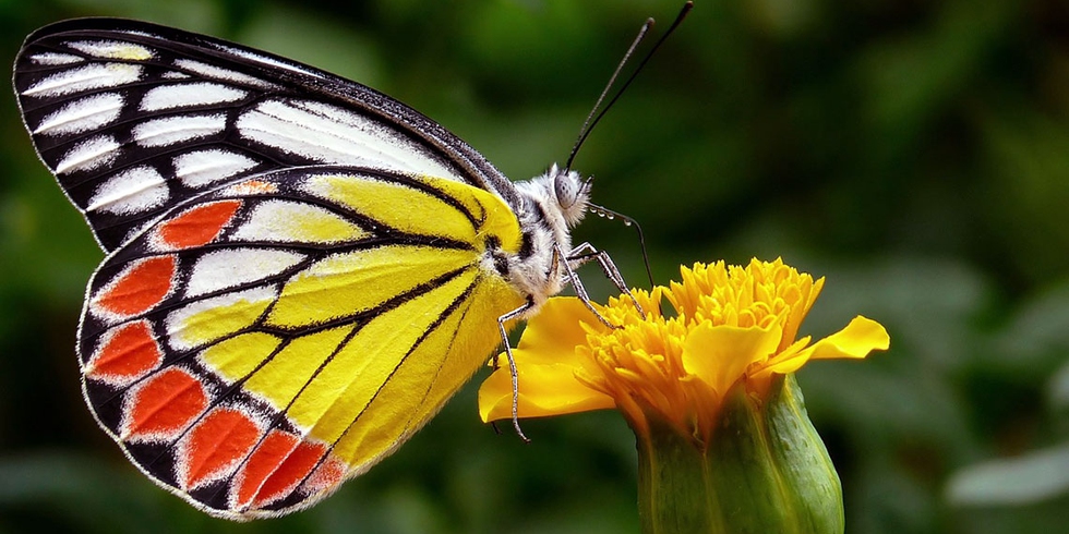 Le farfalle sono volate via dall'Olanda
