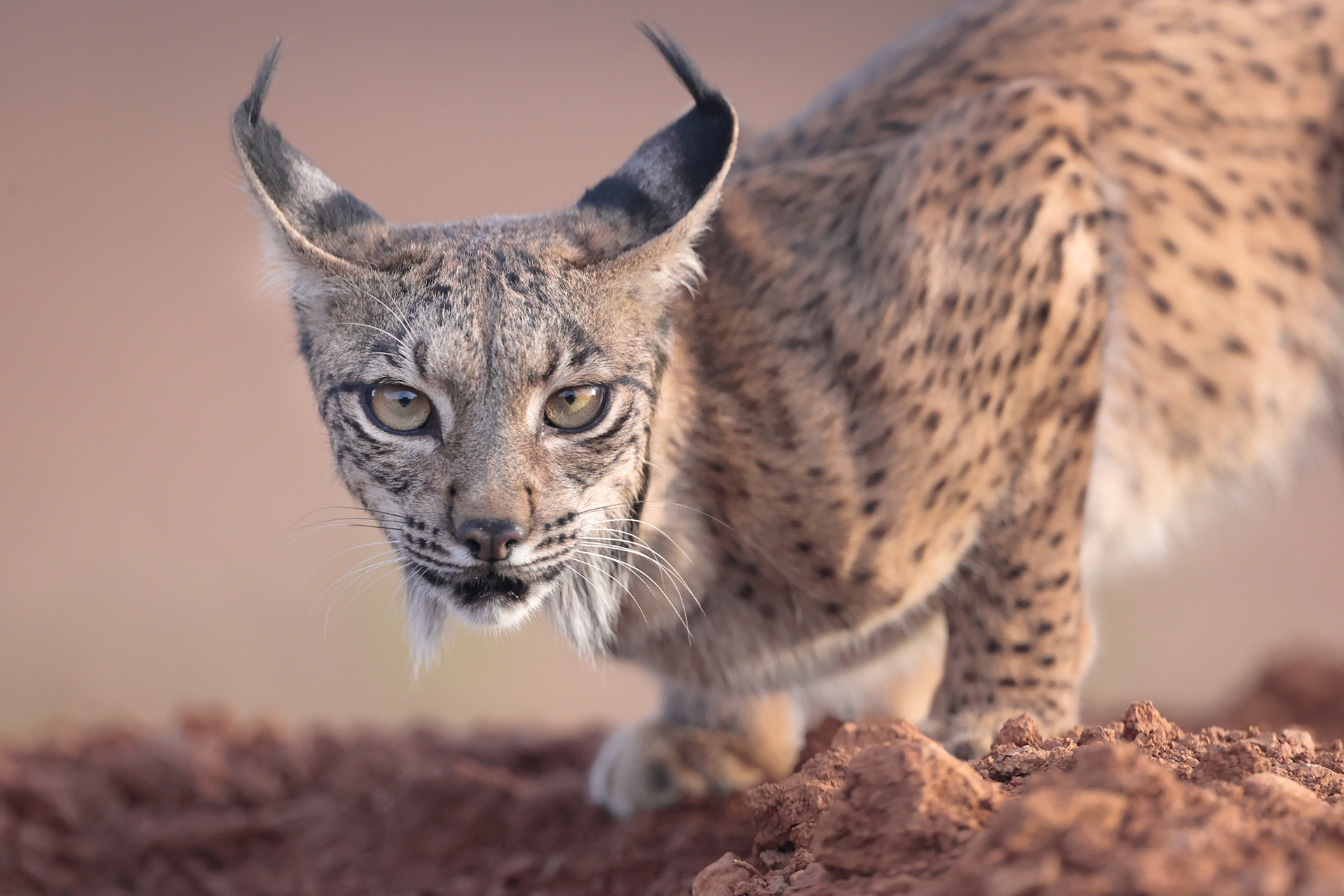 L’incoraggiante ritorno della lince iberica - LifeGate