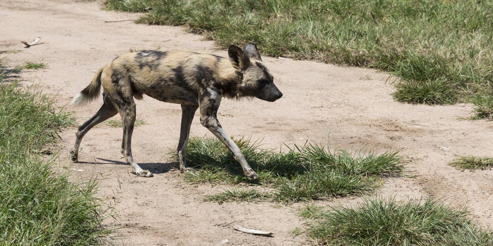 Licaone o lycaon pictus: tutto sul cane iena africano - LifeGate