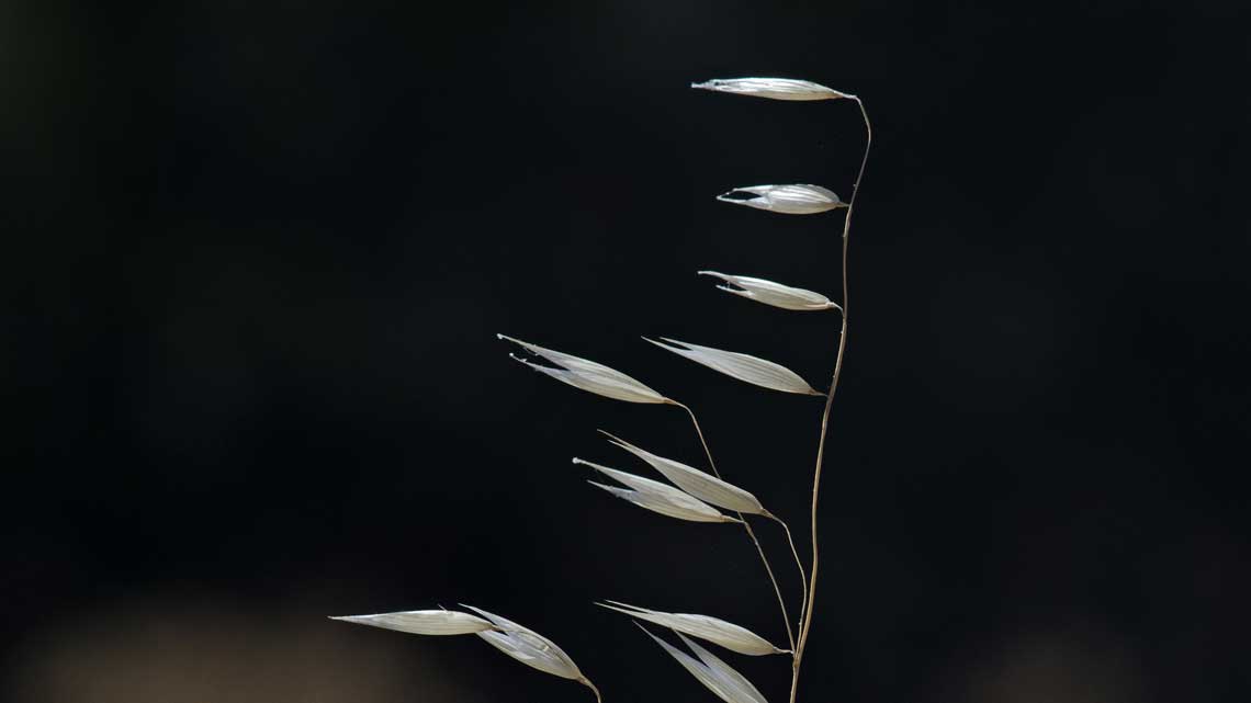 Wild Oat, i fiori di avena selvatica (o forassacco maggiore) - LifeGate