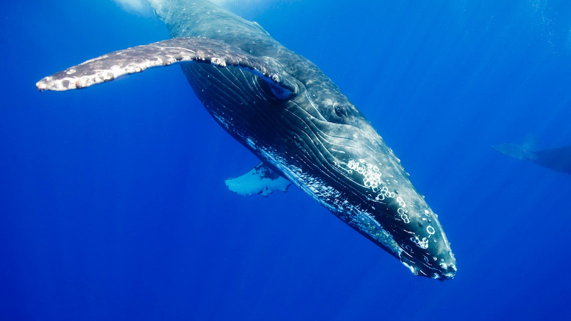 Baleen whales in their habitat: look at the giants of the ocean soar