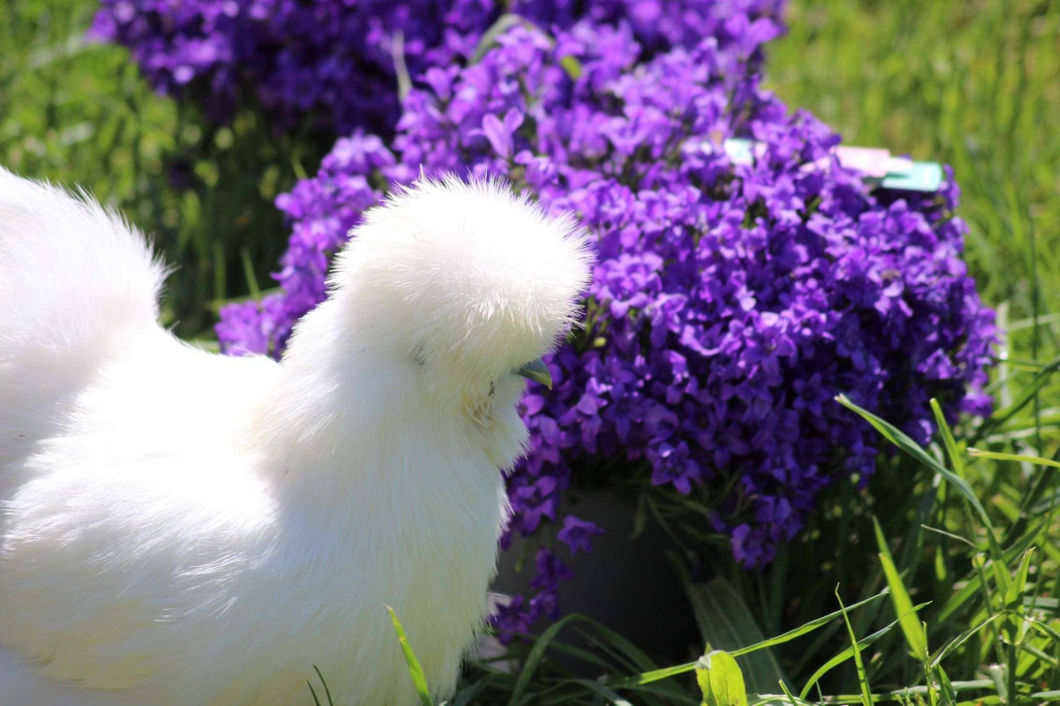 Le galline ornamentali e la tutela della biodiversità - LifeGate
