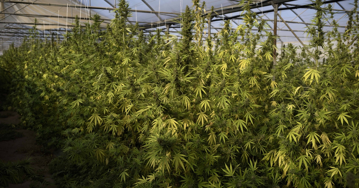 Cannabis light,Tar Lazio sospende stretta ma torna stop alla filiera ...