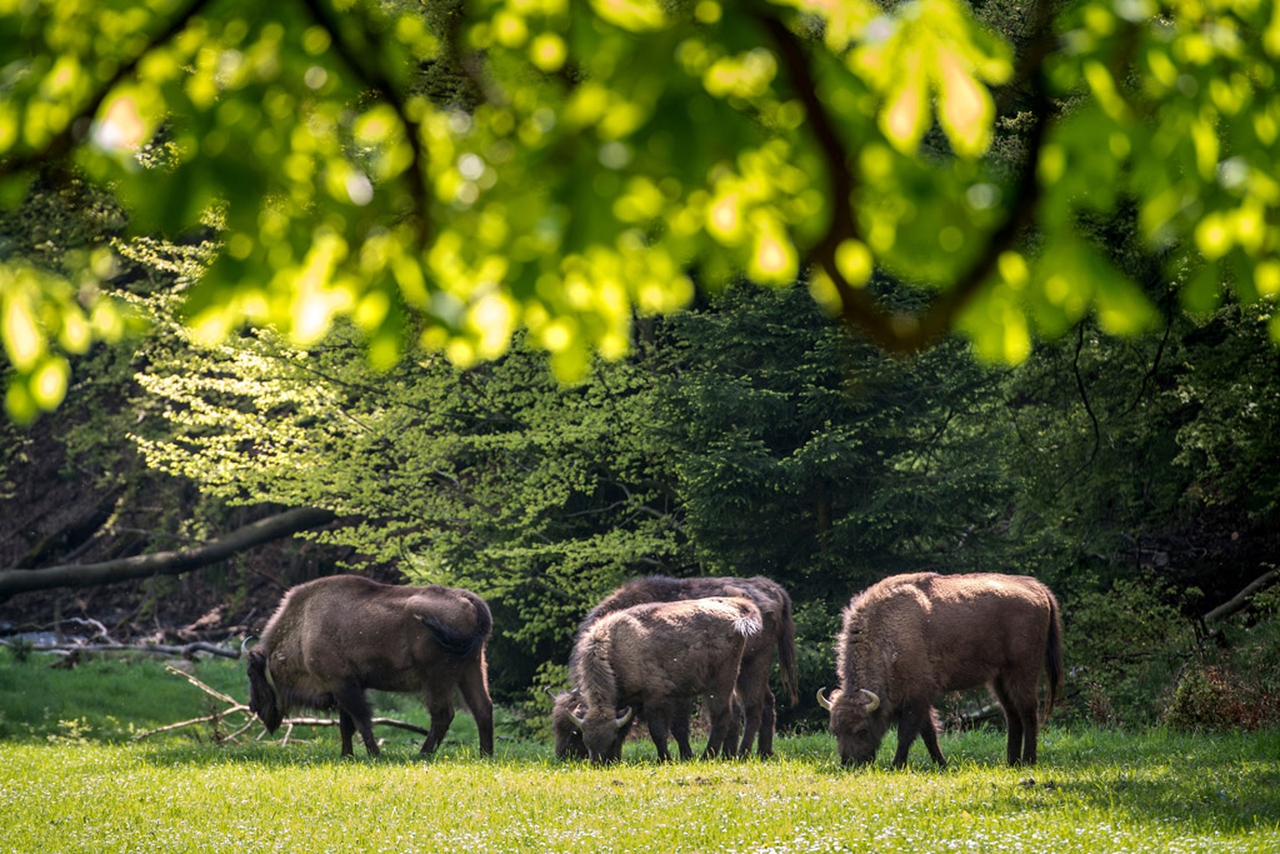 Dove puoi vedere il bisonte europeo - LifeGate