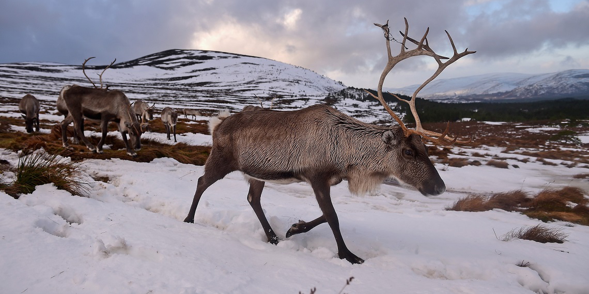 Norvegia, 200 renne morte di fame a causa del clima che cambia - LifeGate