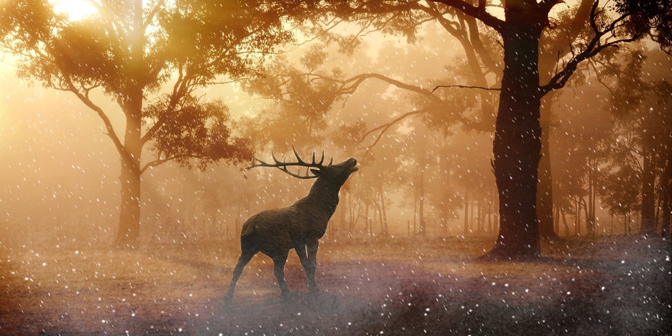 Il cervo in Italia è una specie in pericolo come gli orsi e i lupi ...