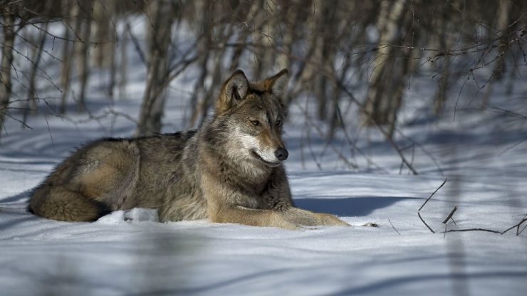 5 interventions to live with wolves