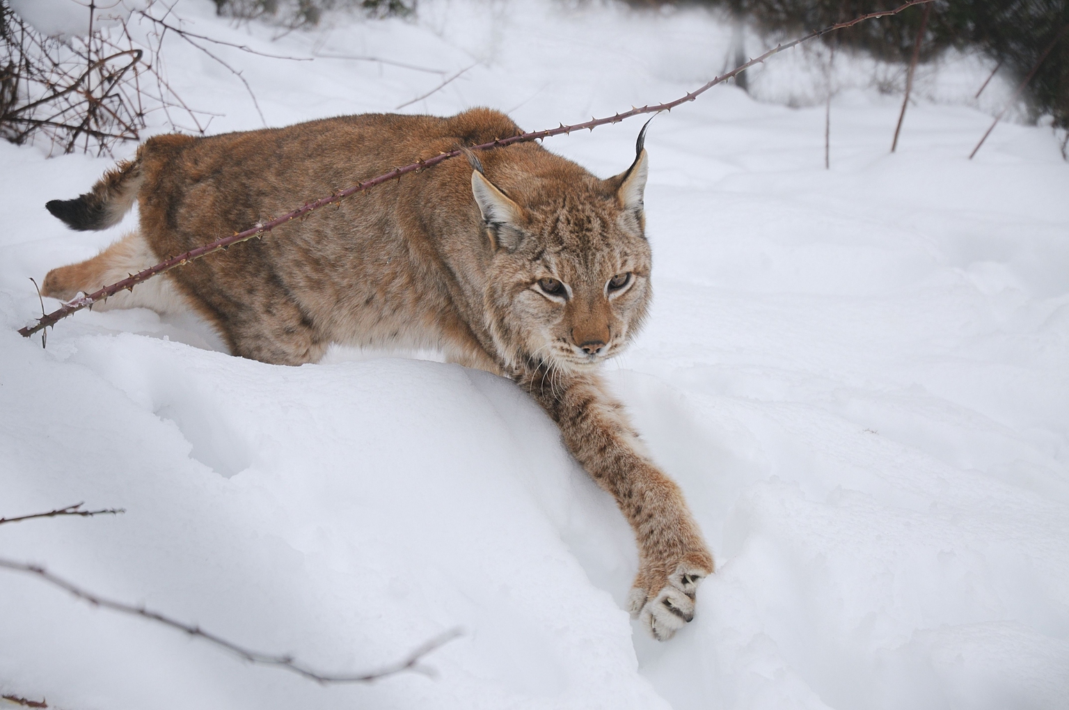 La lince: caratteristiche, habitat e conservazione - LifeGate