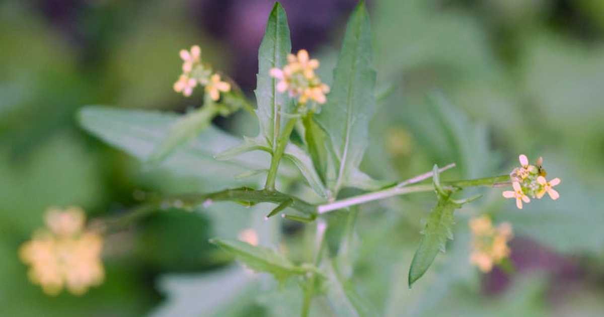 Erisimo, l'erba dei cantanti. Per salvare il bel canto e la voce - LifeGate