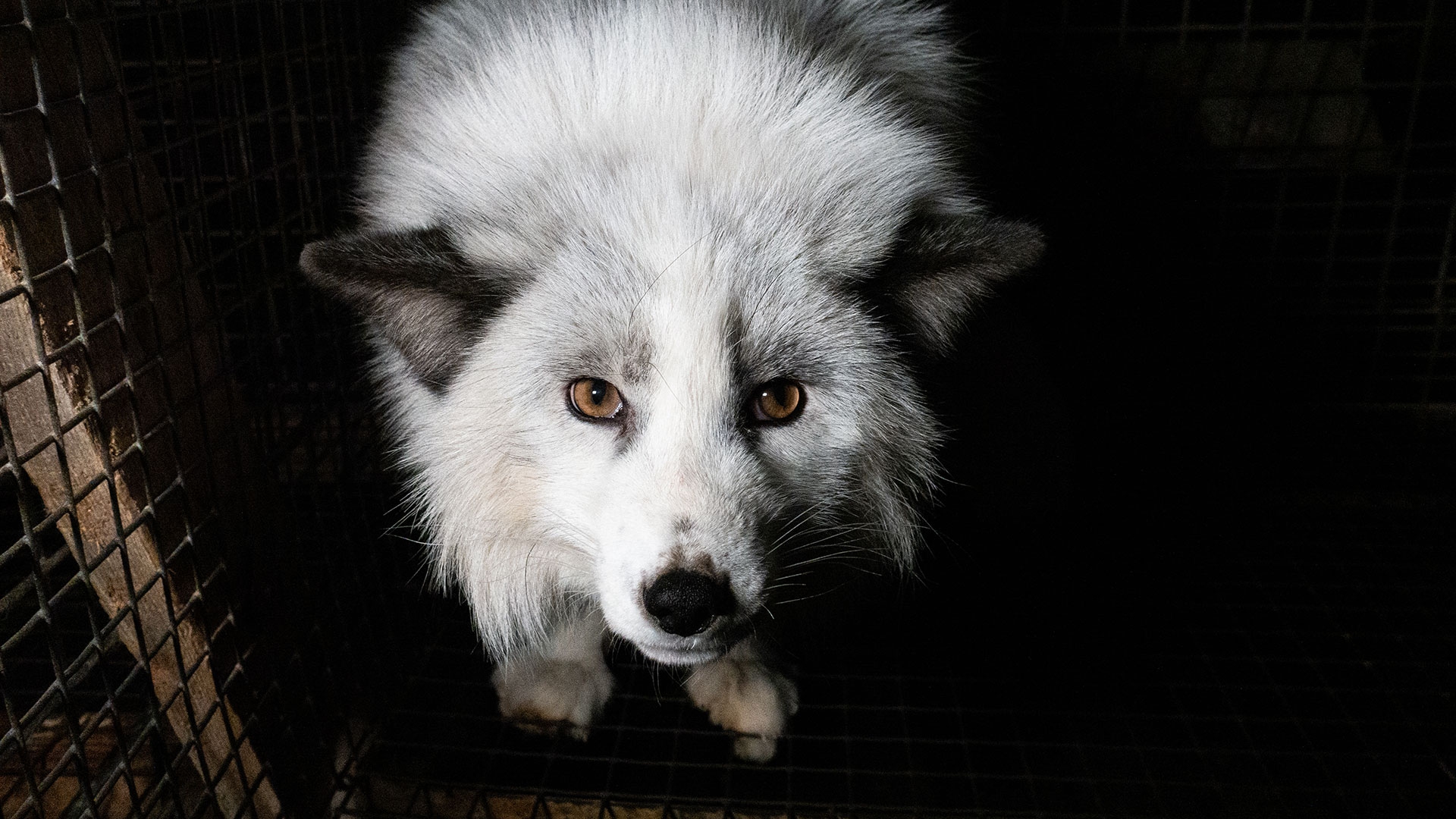 "Siamo entrati in un allevamento di volpi", ecco cosa ha scoperto ...