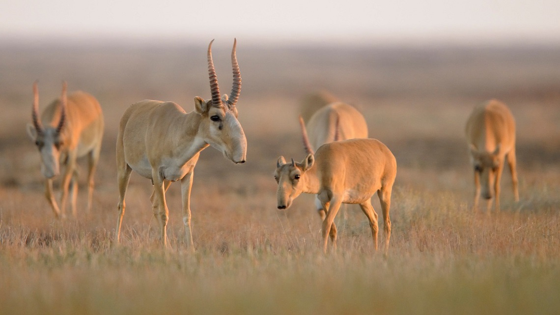 There's still hope for the saiga: populations are bouncing back