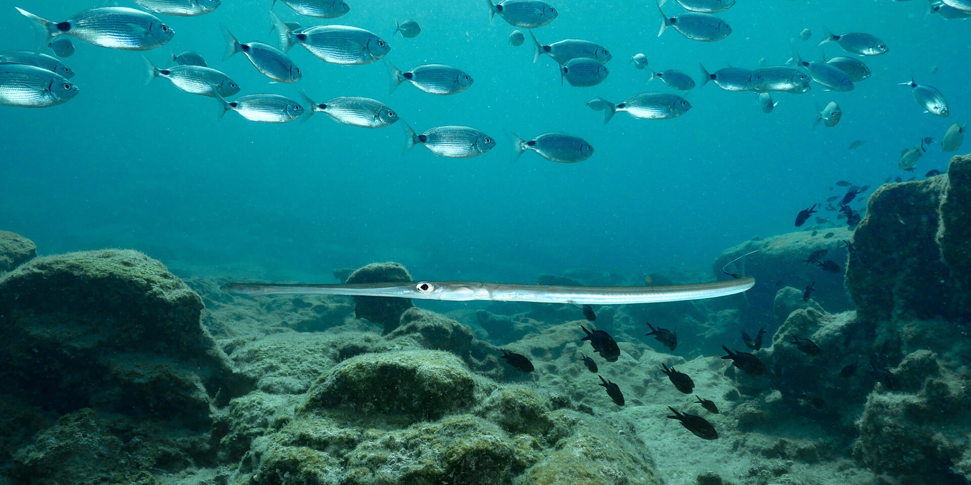 Specie aliene invasive: quanti danni provocano nei nostri mari e cosa ...