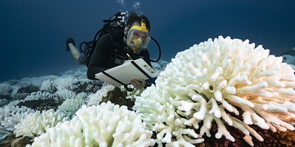 Stiamo vivendo il quarto sbiancamento dei coralli in 10 anni