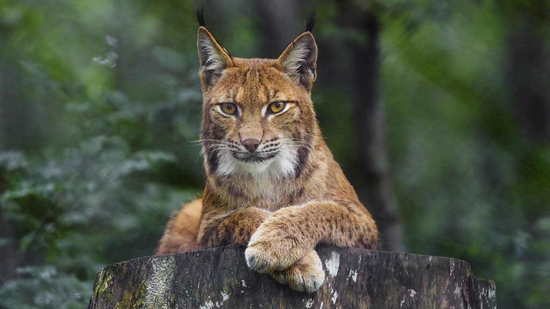 La lince: caratteristiche, habitat e conservazione - LifeGate