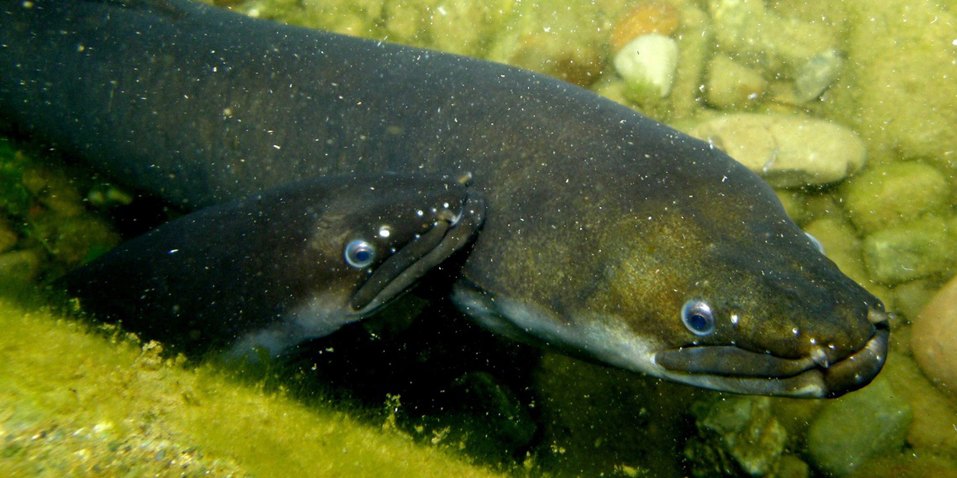 Come la cocaina nei fiumi minaccia le anguille - LifeGate