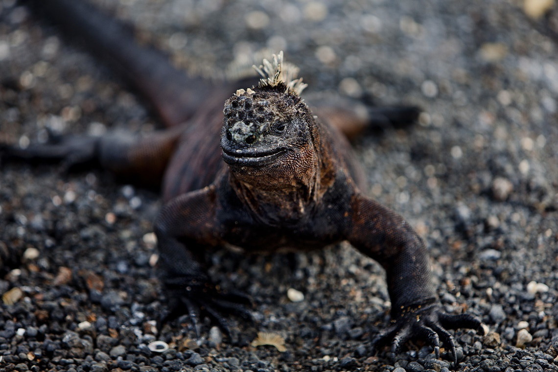 The spectacular, nail-biting scene of a baby iguana chased by ravenous ...