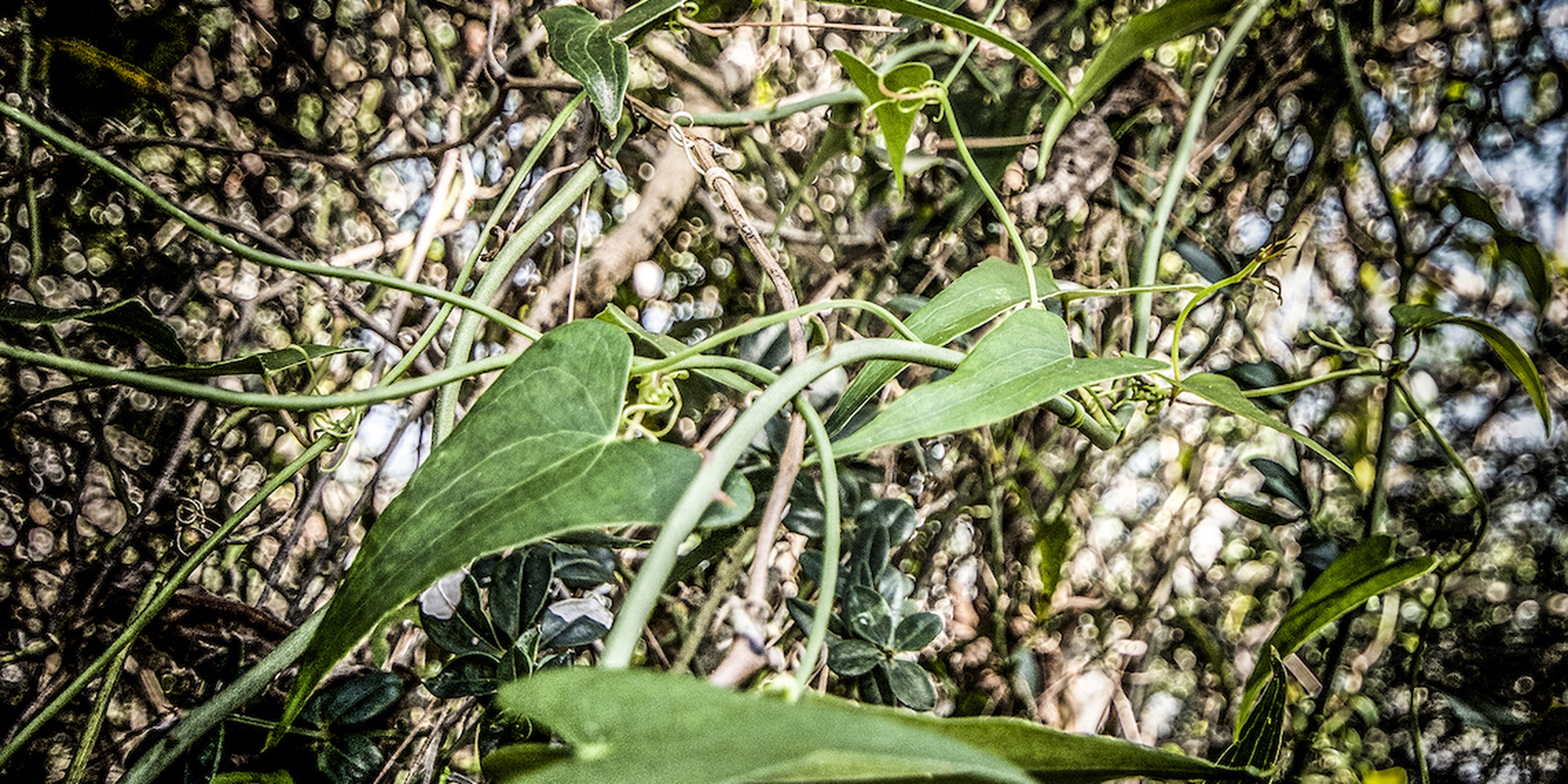 Plants Dub, quando ritmi dub e natura si incontrano - LifeGate