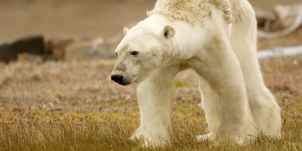 L'orso polare che soffre la fame per colpa del riscaldamento globale ...