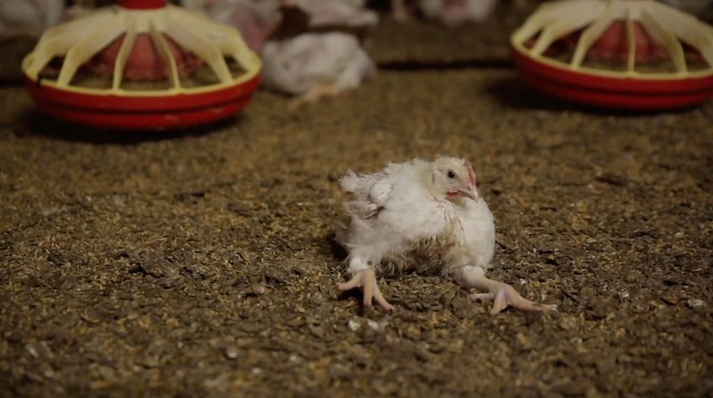 Le conseguenze della selezione genetica dei polli broiler - LifeGate