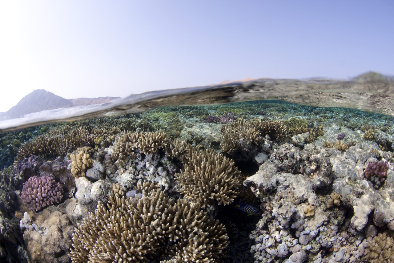Alla scoperta di Zabargad, un paradiso nel mar Rosso