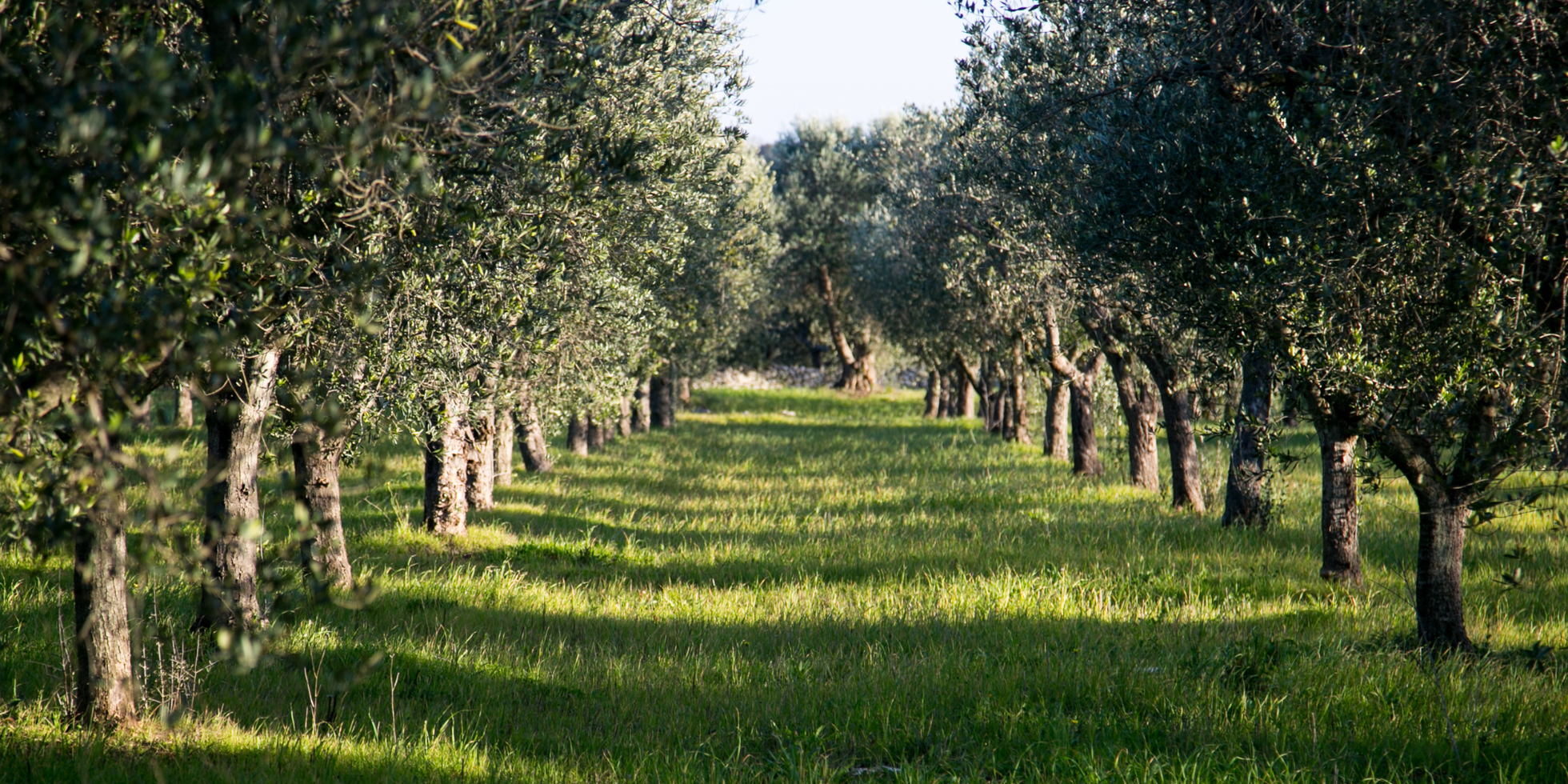 Oltre la xylella. Una proposta per rigenerare il territorio del Salento ...