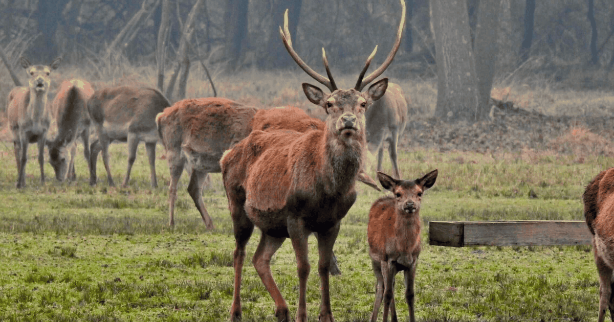 È nato il primo cucciolo di cervo italico in Calabria - LifeGate