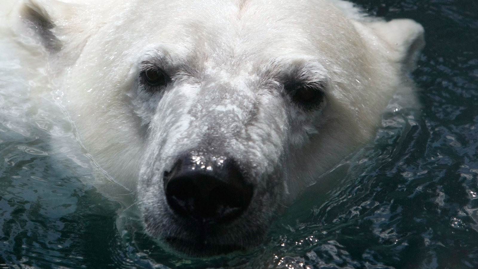 Una videocamera ci mostra la vita con gli occhi di un orso polare