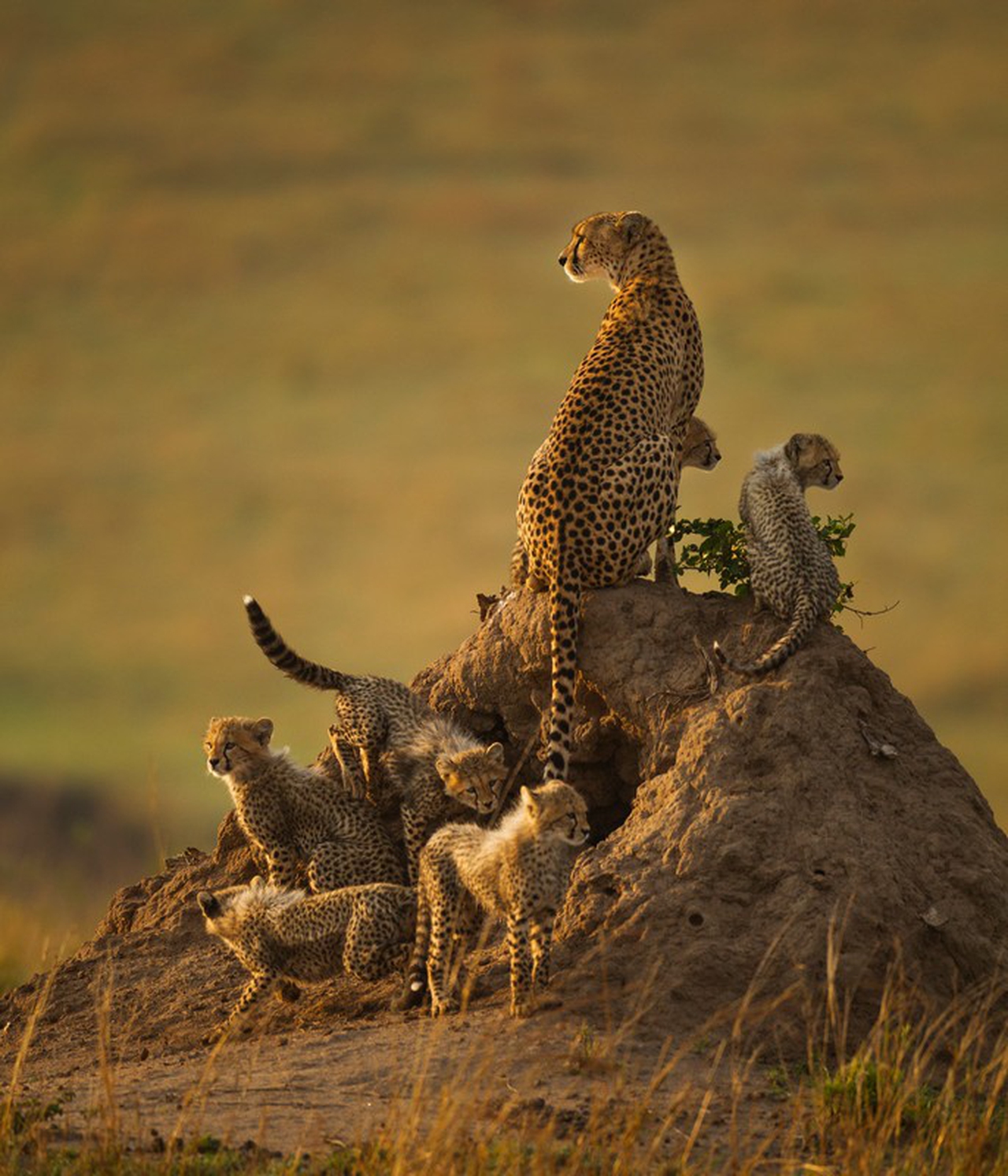 Remembering Cheetahs, le foto del concorso fotografico che protegge i ...