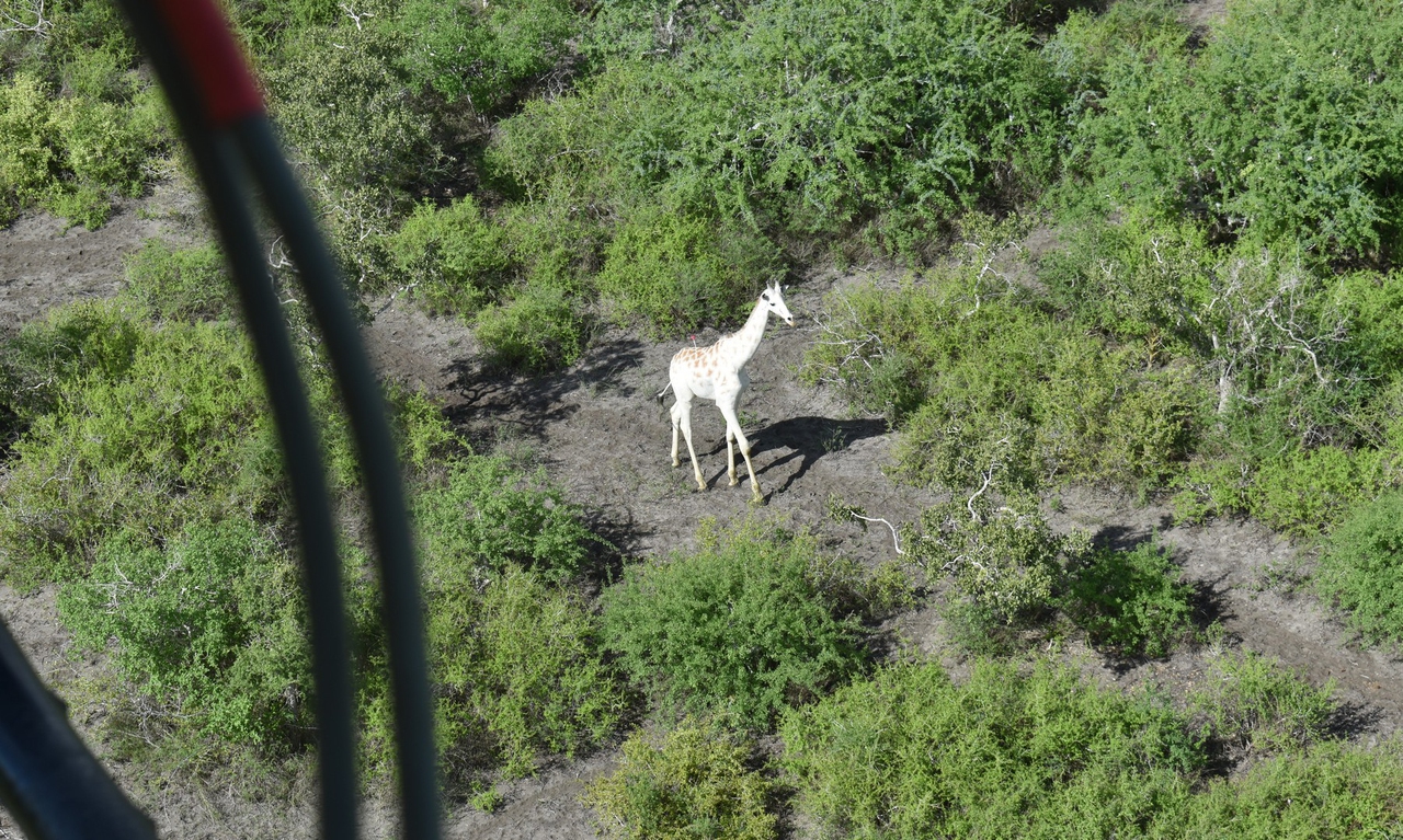 The world's last white giraffe wears a GPS to protect it from poachers