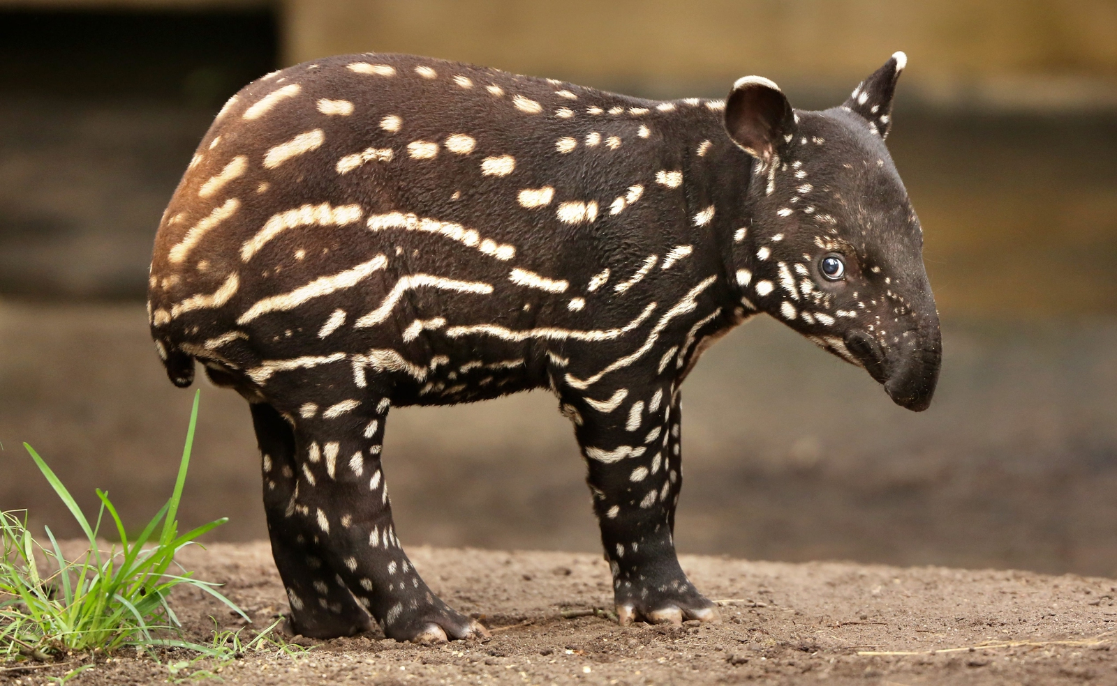 Brasile, nella foresta atlantica è nato il primo tapiro da oltre un ...