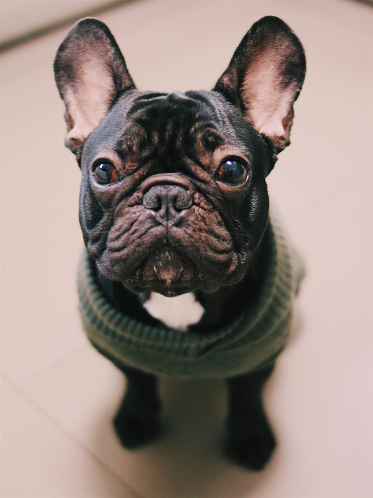 Bouledogue francese, temperamento e caratteristiche del cane piccolo ...