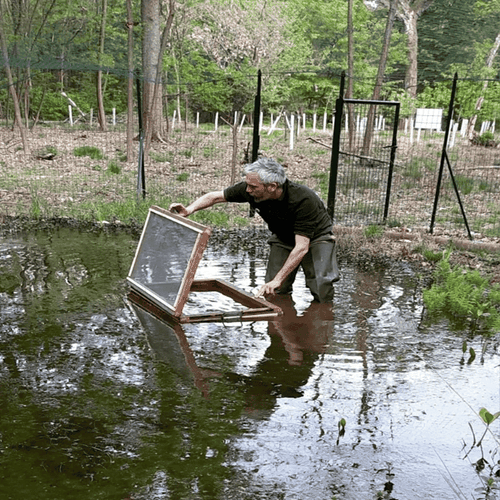 Il rospo che si è trasformato in un principe - LifeGate