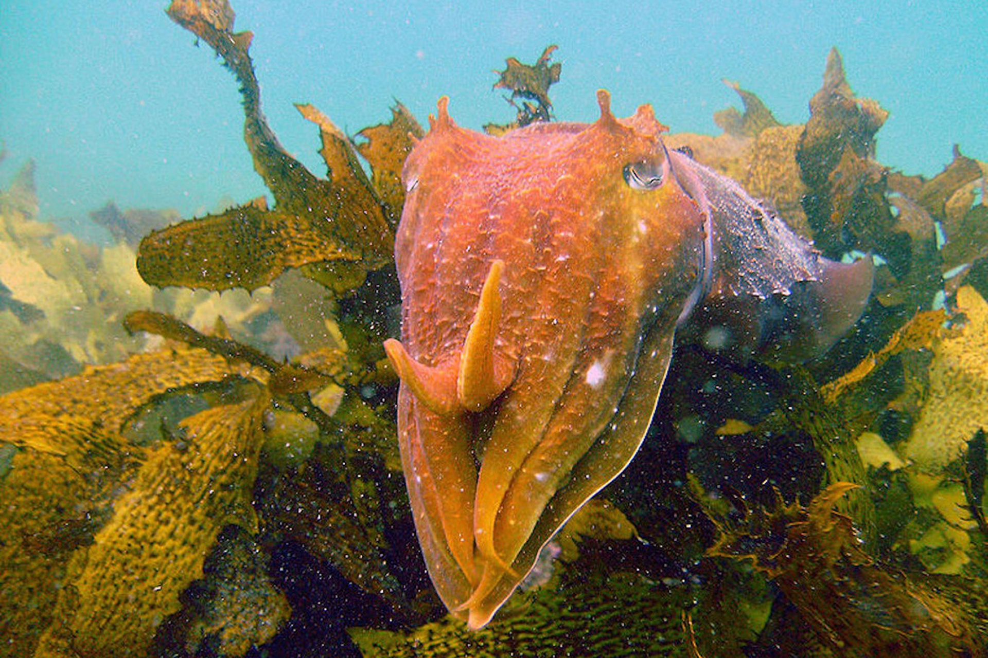 The beauty of cephalopods. Why we must protect them - LifeGate