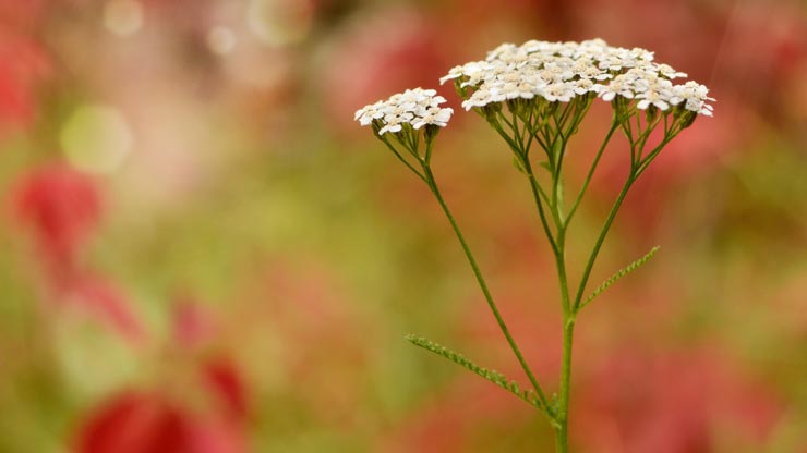 Le 10 erbe officinali di cui non potrai fare a meno in inverno - LifeGate