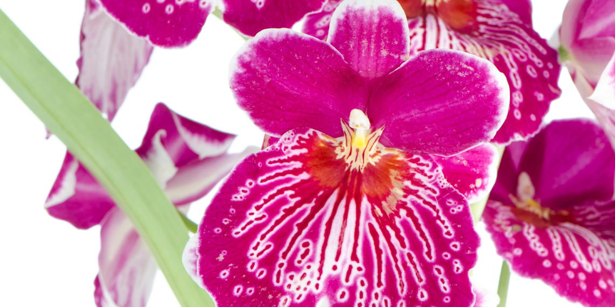 Orchidea miltonia – cos'è e come curarla - LifeGate