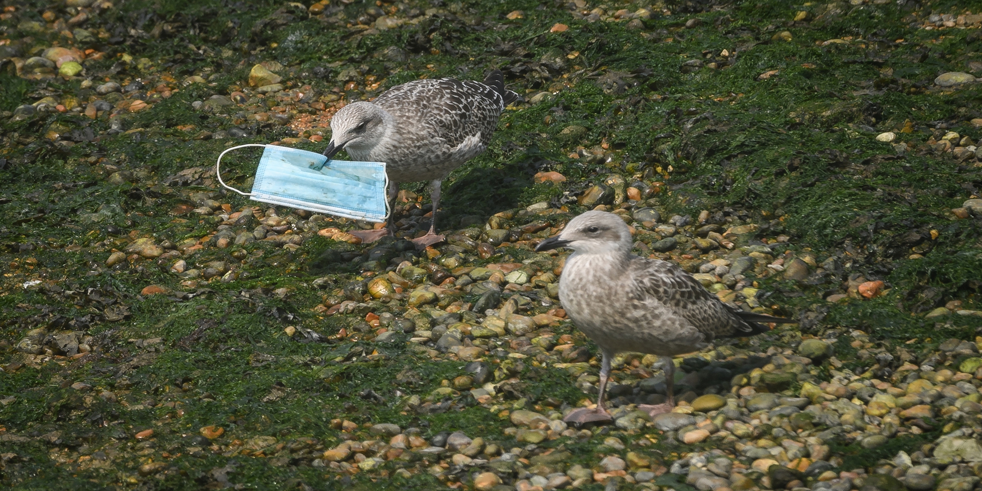 Una specie di uccelli su otto è a rischio estinzione - LifeGate