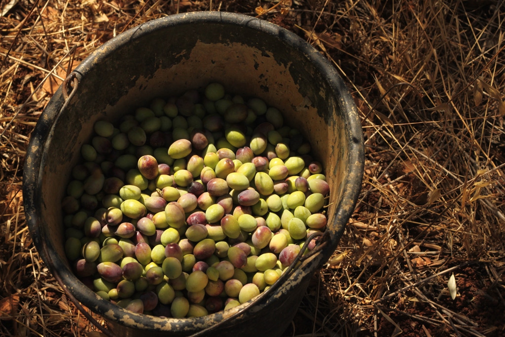 Olive oil eliminates the borders between Israel and Palestine - LifeGate