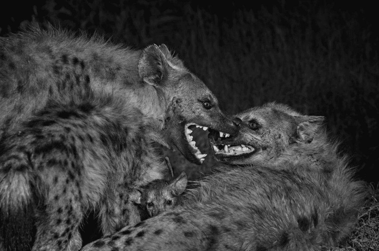 Le più belle fotografie naturalistiche del National Geographic di quest ...