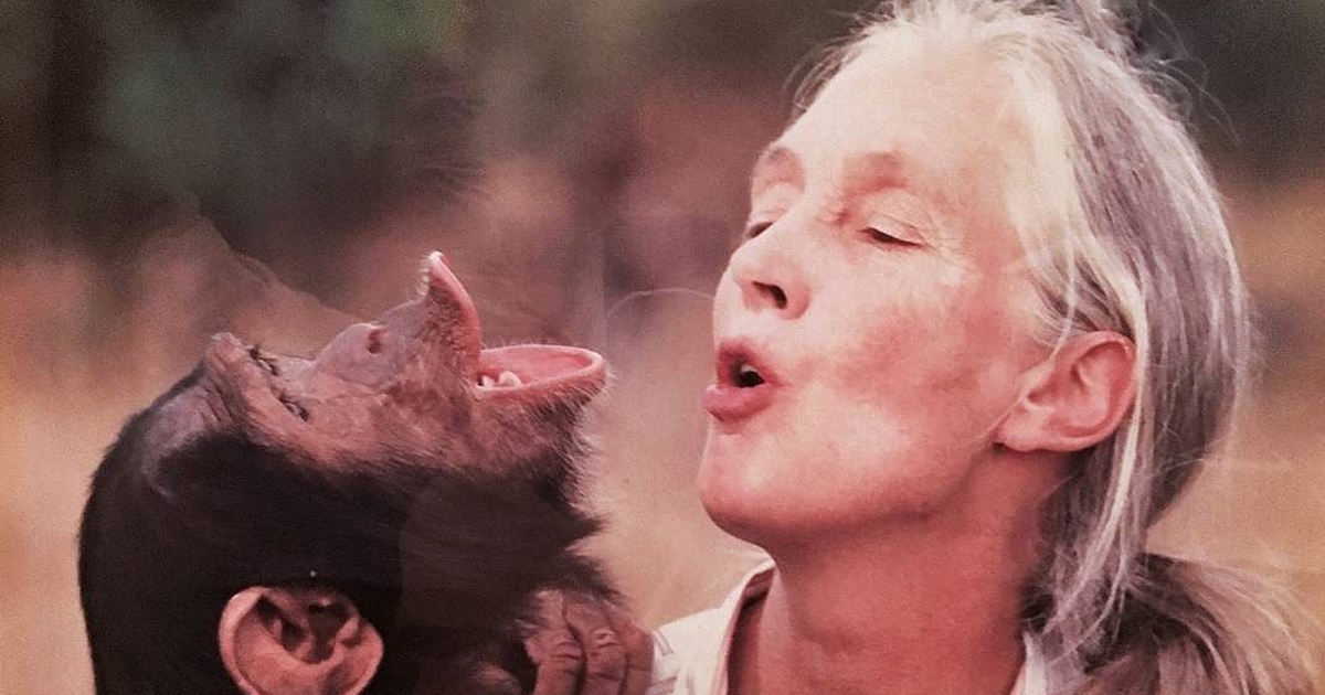 Una vita per gli scimpanzé, la storia di Jane Goodall diventa un film ...
