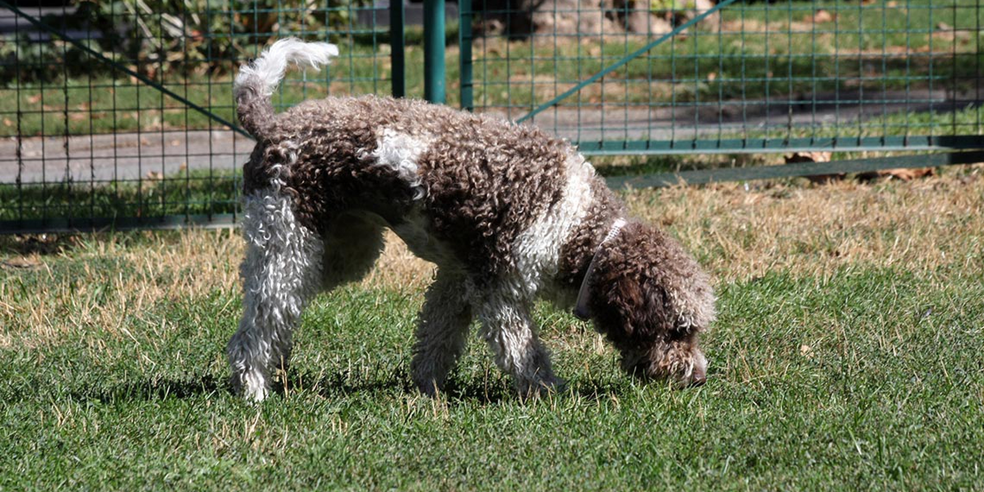 Lagotto romagnolo, cane da tartufo