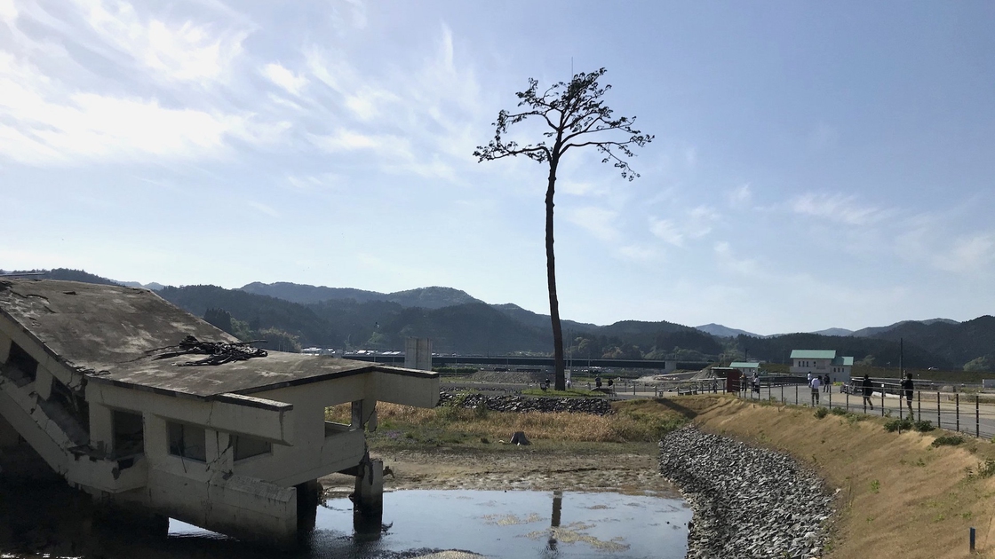Story of a pine tree that survived a tsunami - LifeGate