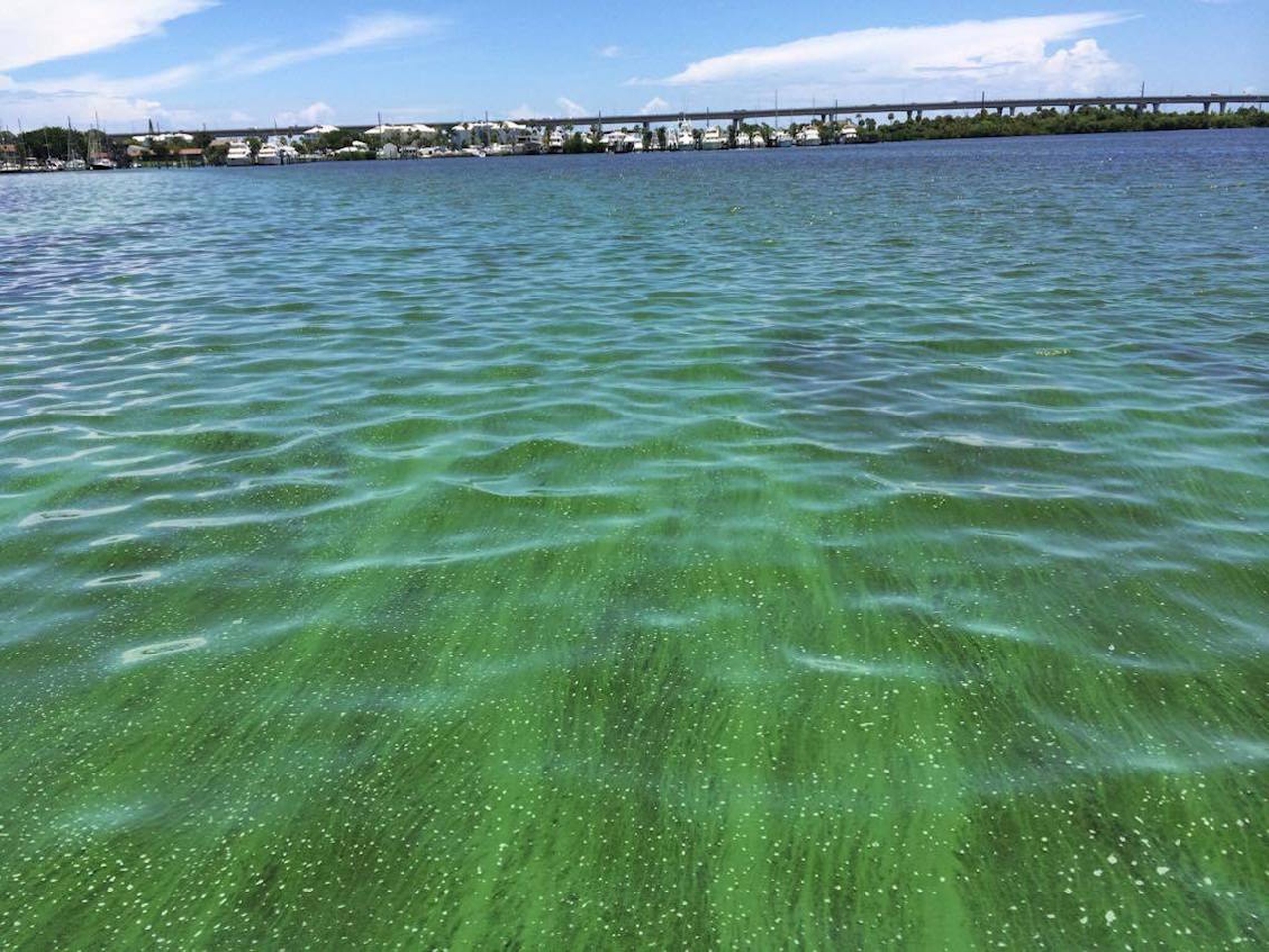 Florida, state of emergency declared as algae blooms threaten local ...