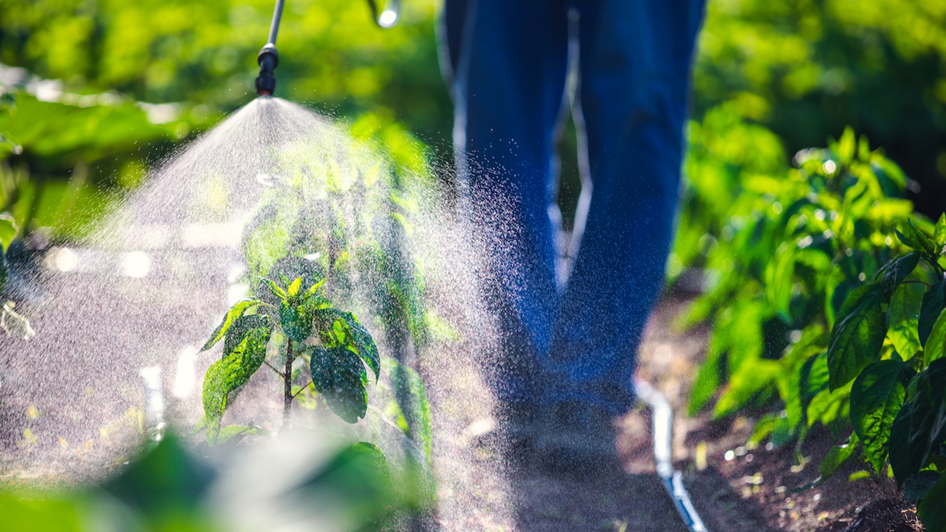 Pesticidi negli alimenti: cosa dice l'ultimo rapporto dell'Efsa - LifeGate