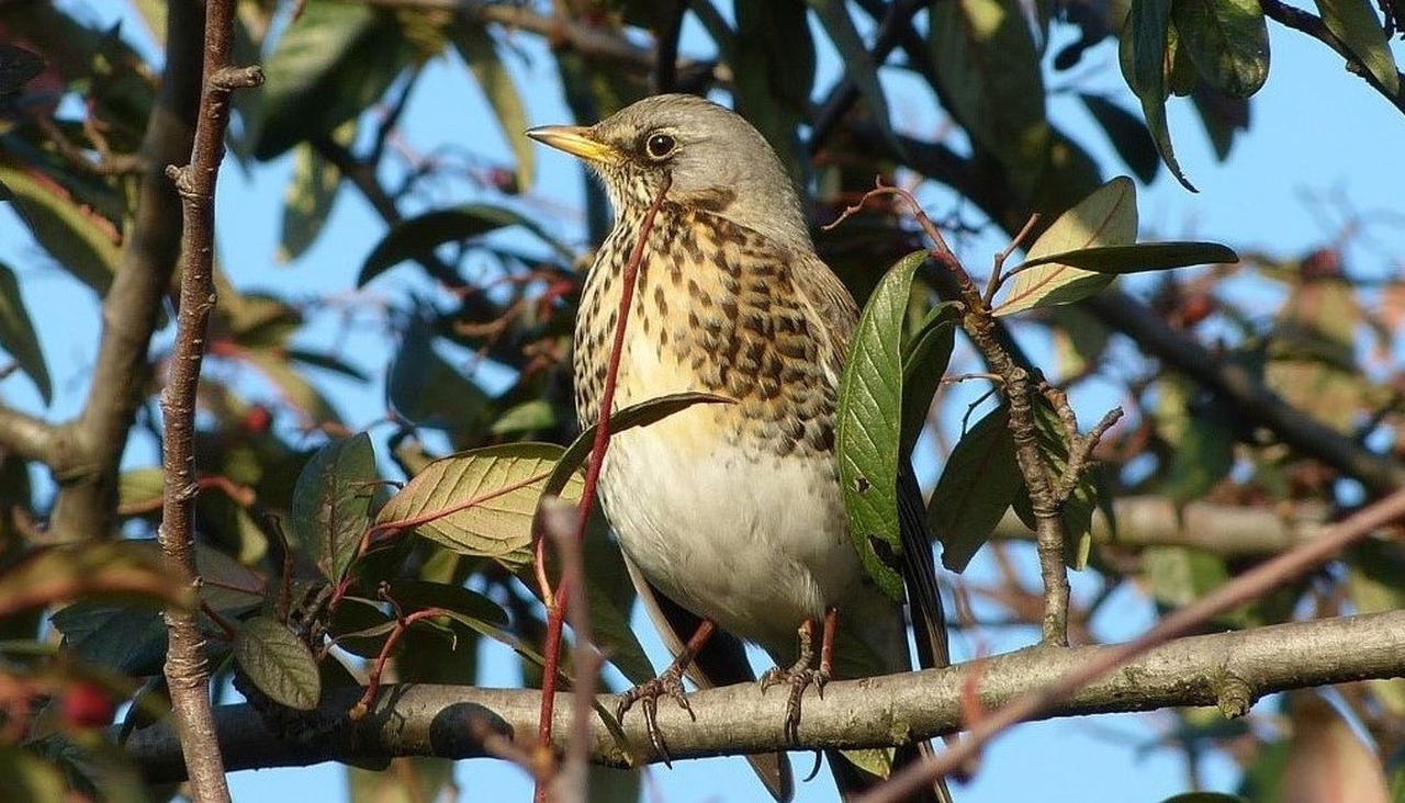 Traditional orchards are our past and future. Promoting biodiversity ...