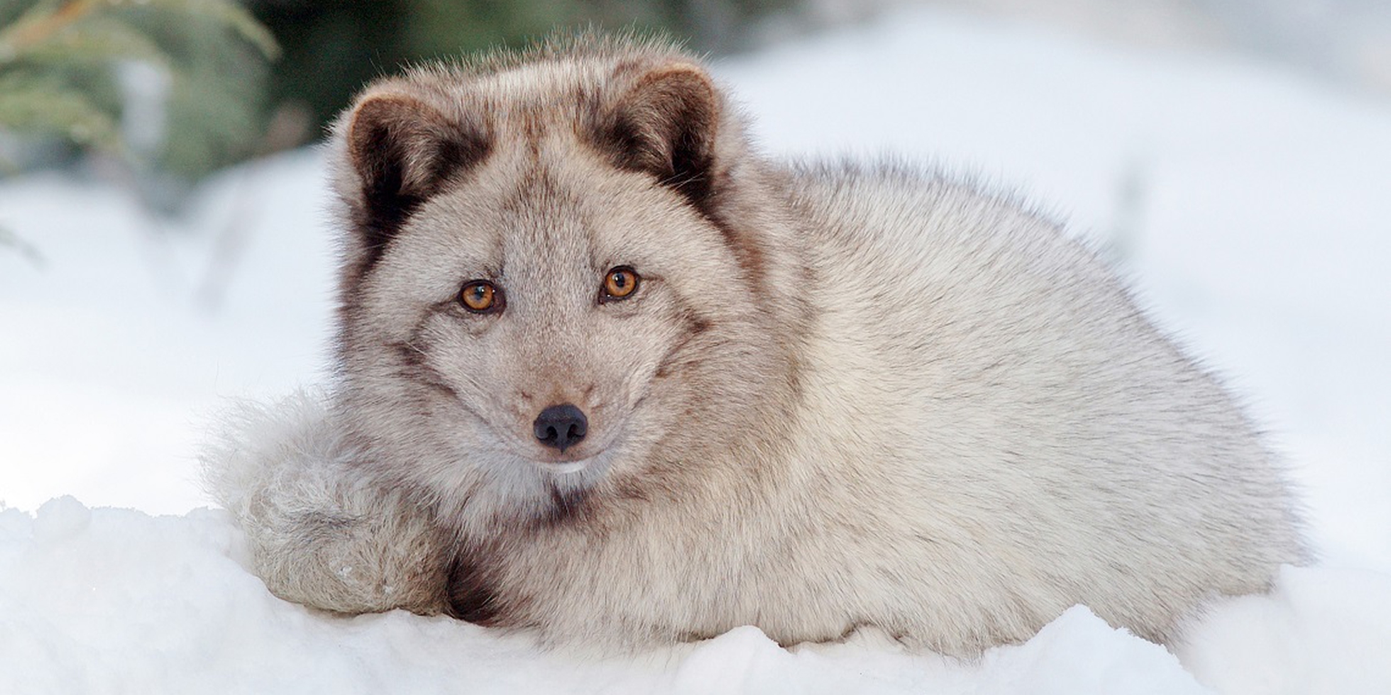 The Arctic fox returns to Finland after 20 years of absence - LifeGate