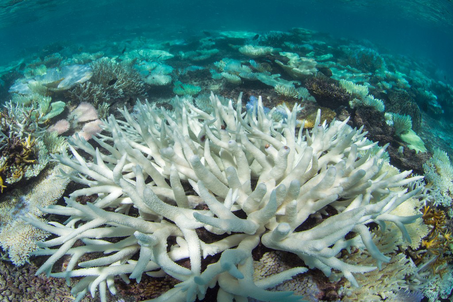 Chasing coral, il documentario sui coralli che ci fa sentire coinvolti ...