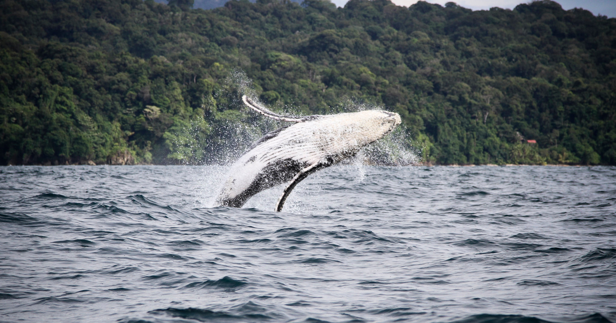 In Polinesia si proteggono le balene riconoscendole come personalità ...