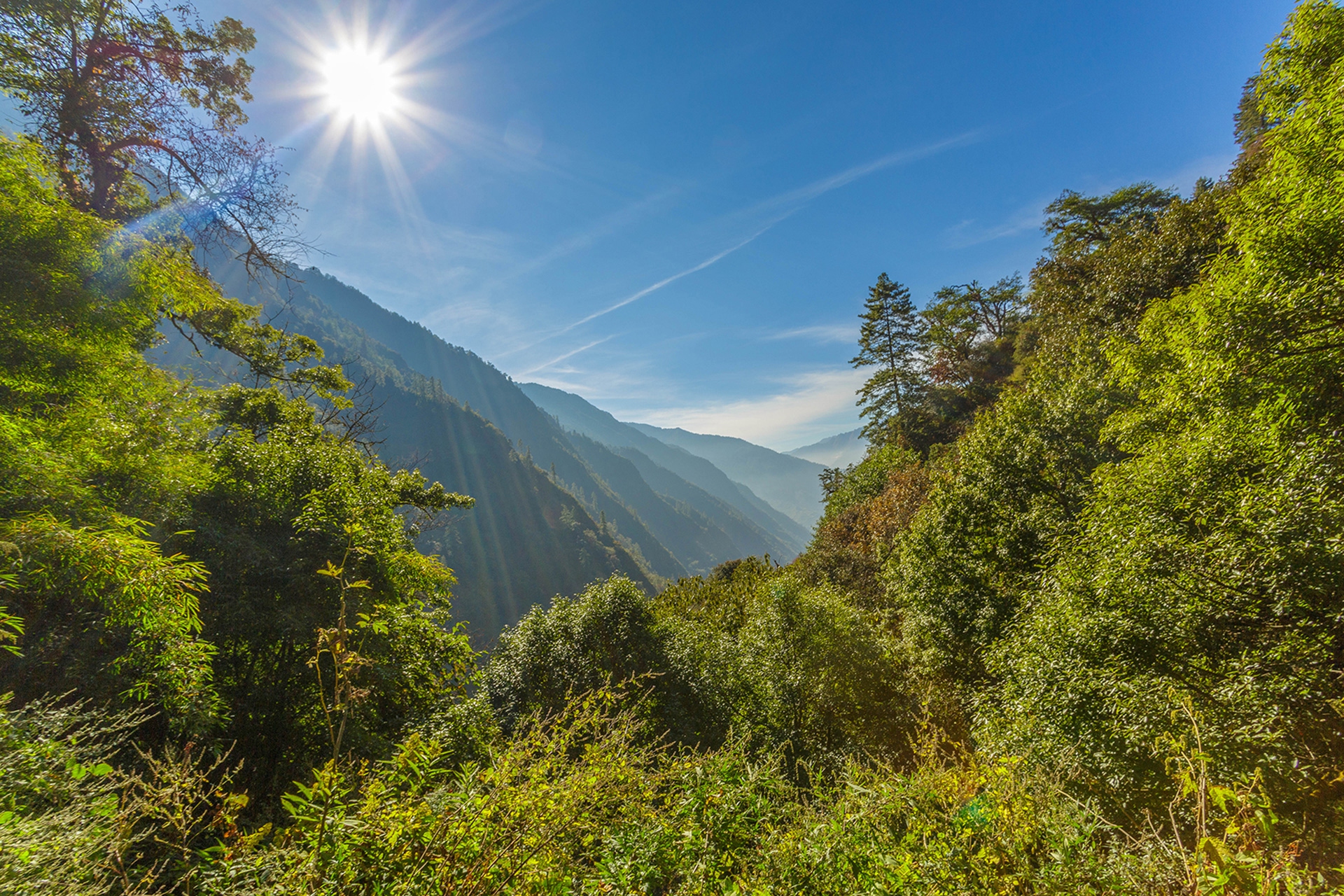 Da quando il Nepal ha affidato le foreste a comunità locali e volontari ...
